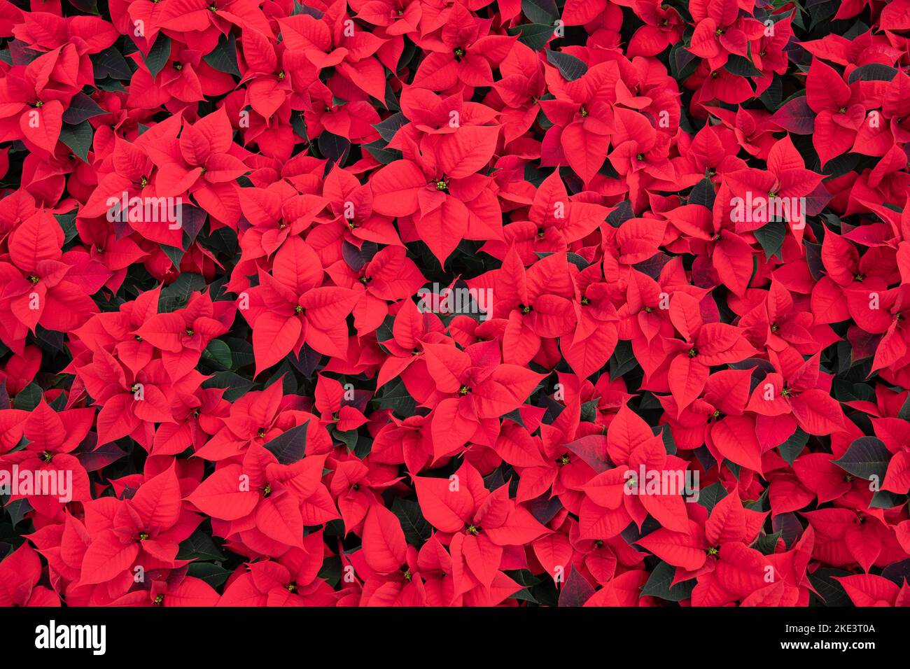 The crop of Poinsettias at Bridge Farm Group in Spalding, Lincolnshire ...