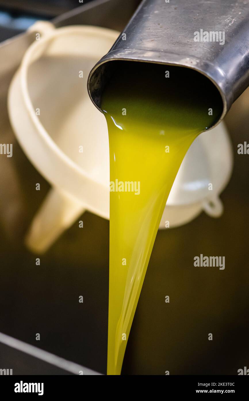 Fresh extra virgin olive oil pouring into tank at a cold-press factory ...