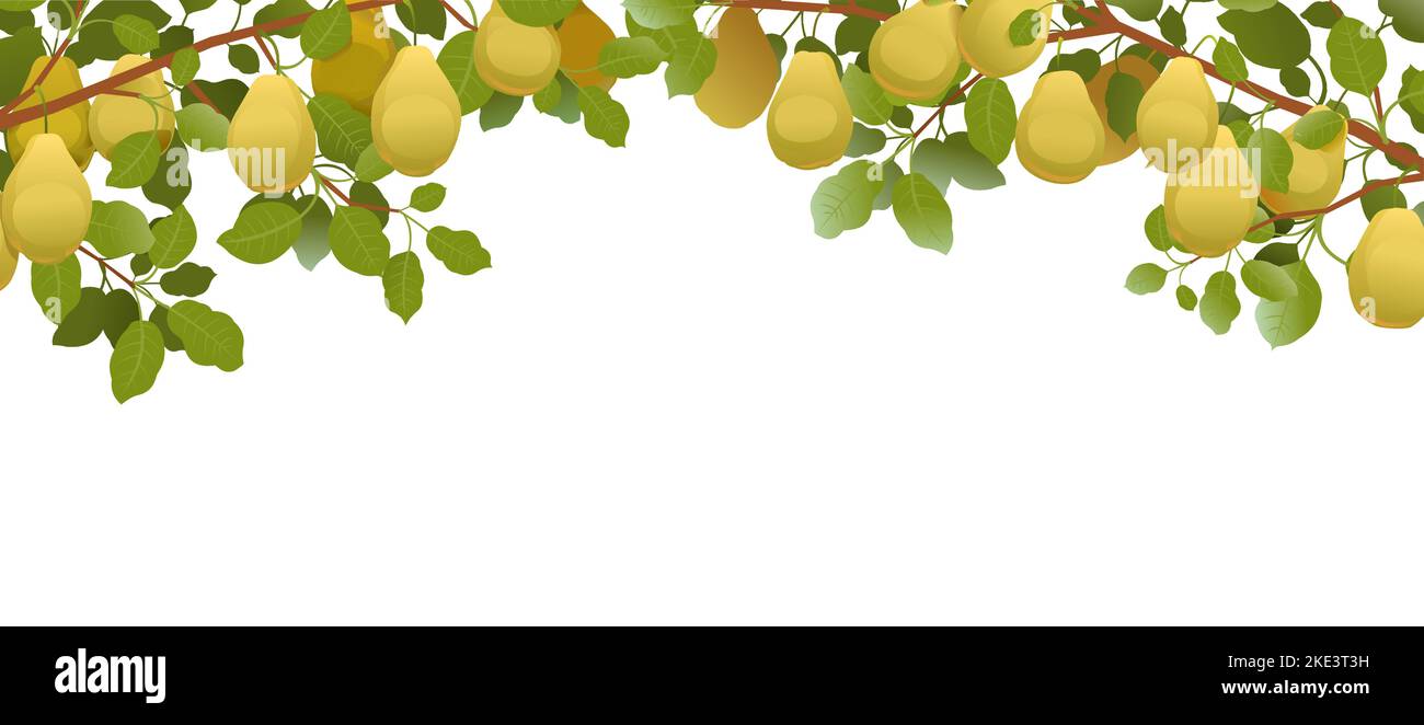 Tree branches pear with ripe fruits on top of picture frame. Garden ...