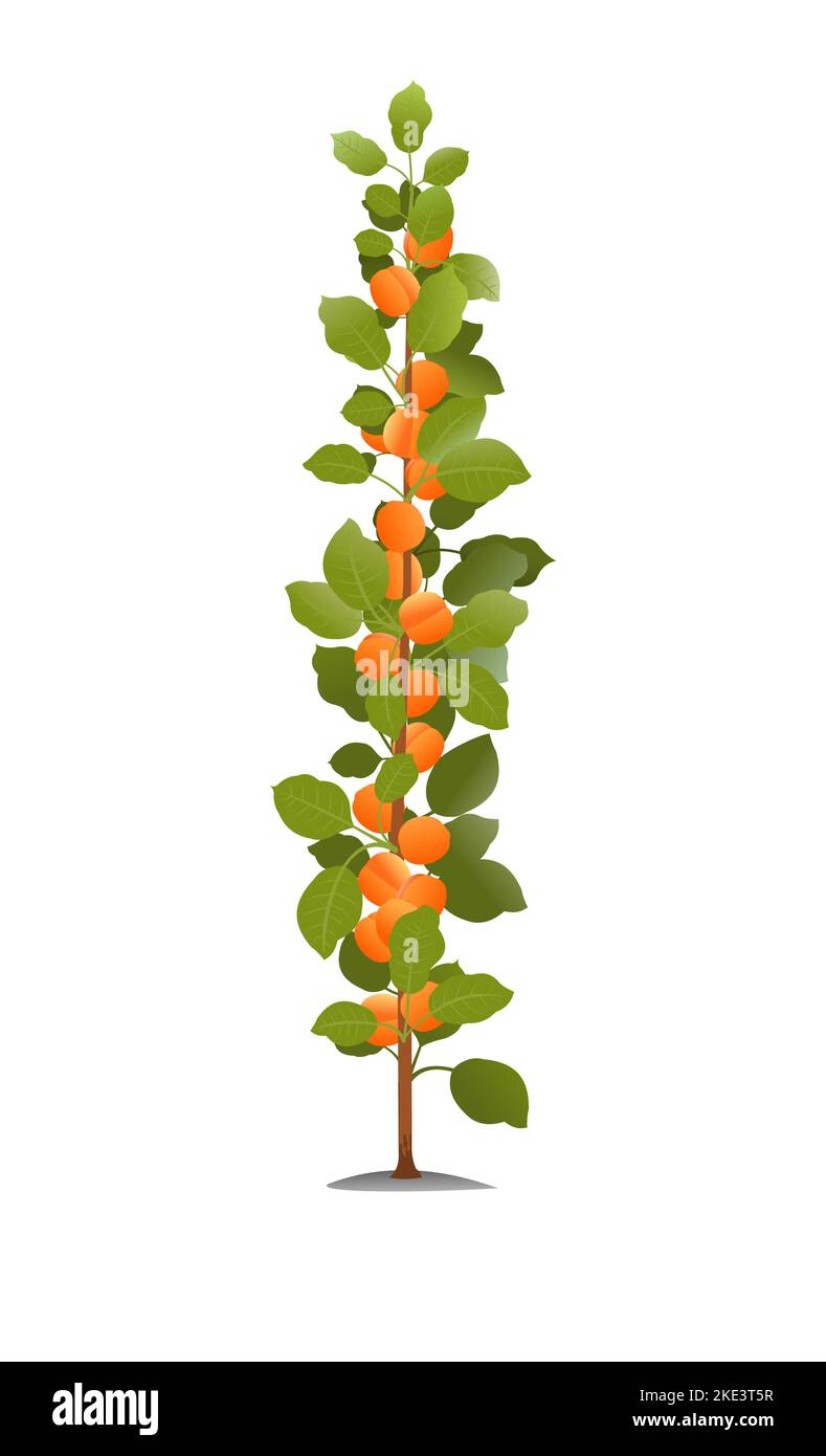 Young apricot seedling tree with ripe fruits. Garden plant with edible ...