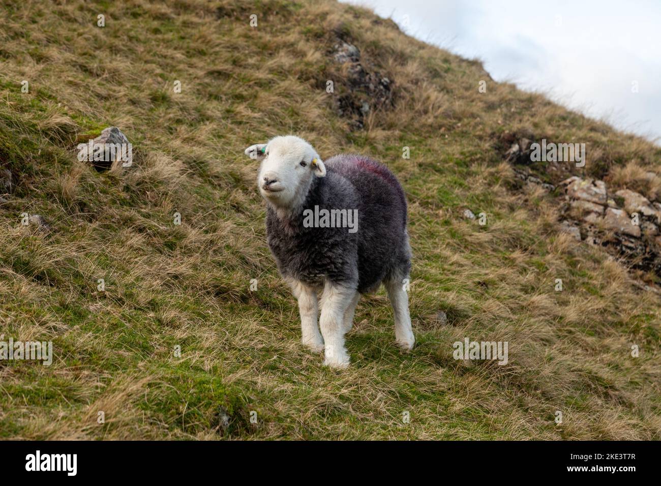A lake district herdwick sheep in November Stock Photo - Alamy