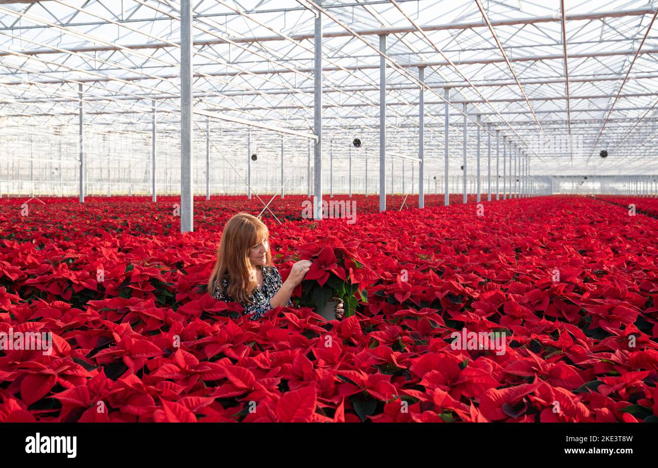 Lisa Lindfield inspects the crop of Poinsettias at Bridge Farm Group in ...
