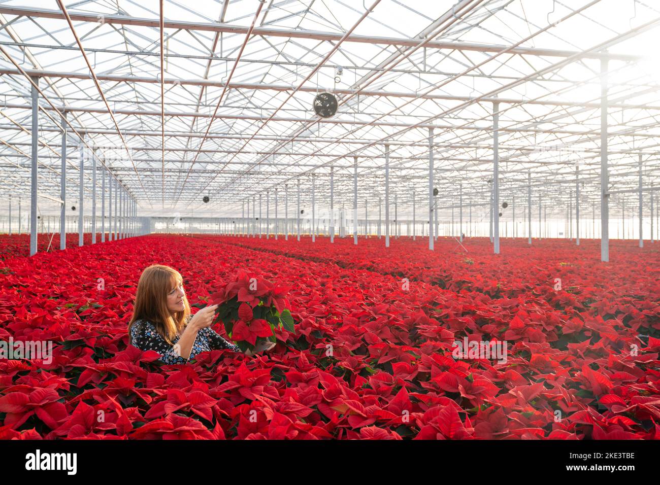 Lisa Lindfield inspects the crop of Poinsettias at Bridge Farm Group in ...