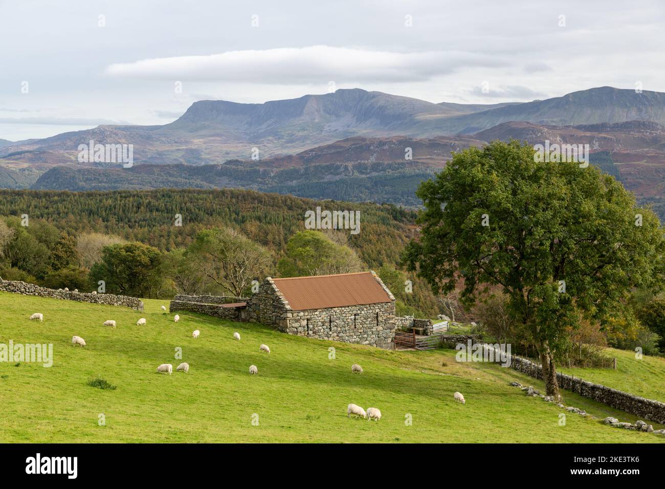 A welsh stone barn near Barmouth with Cader Idris in the backgroud ...