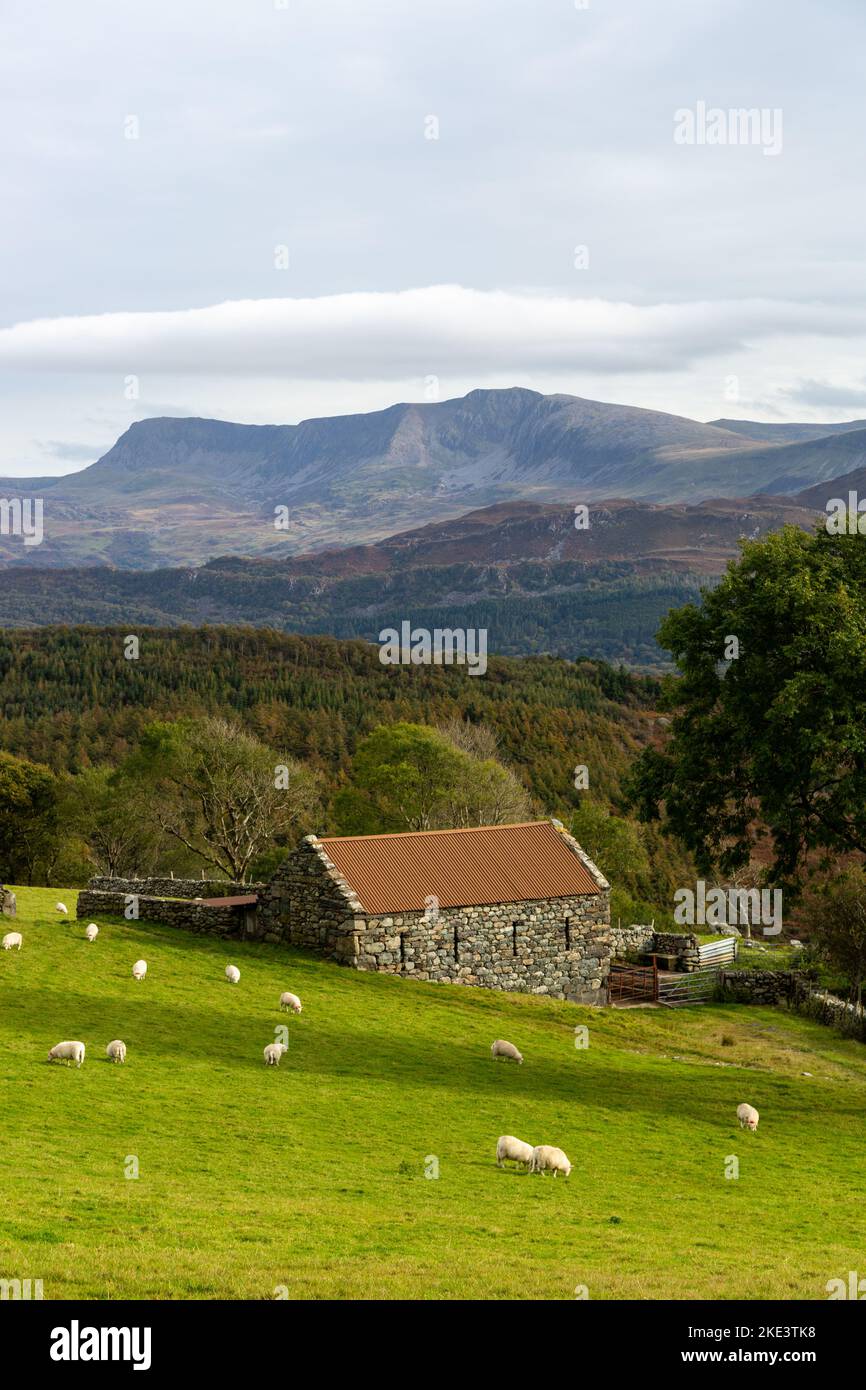 A welsh stone barn near Barmouth with Cader Idris in the backgroud ...