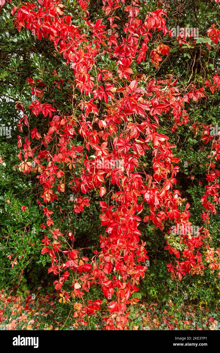 Bright red leaves of a virginia creeper vine in October, Wales Stock ...