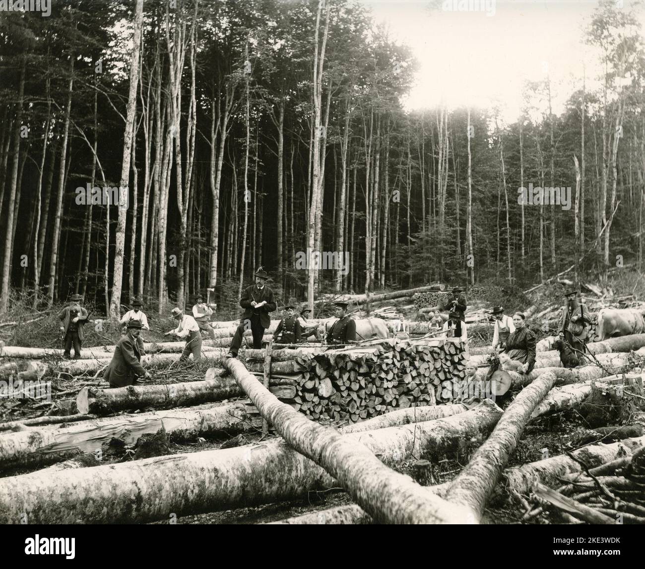 Woodcutters at work in the forest, Germany 1900s Stock Photo - Alamy
