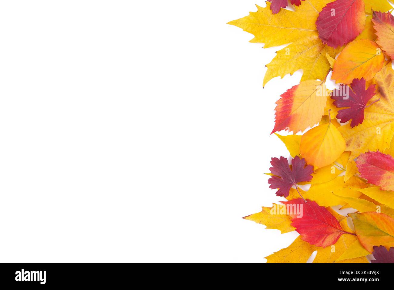 Red and Orange autumn leaves isolated on white background. Autumn ...