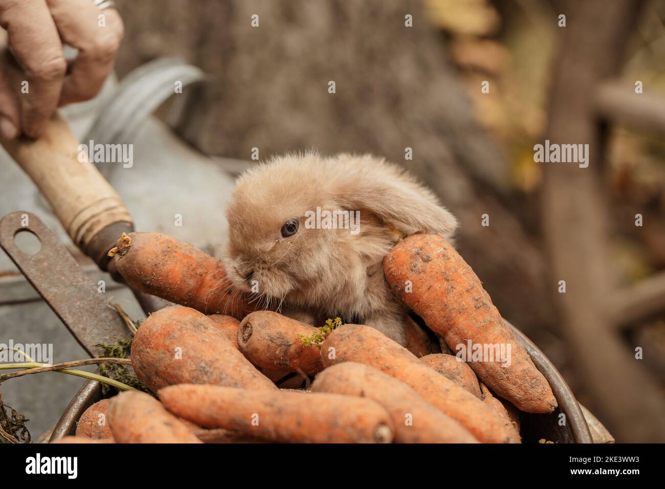 Fluffy foxy rabbit with carrot on autumn background Stock Photo - Alamy