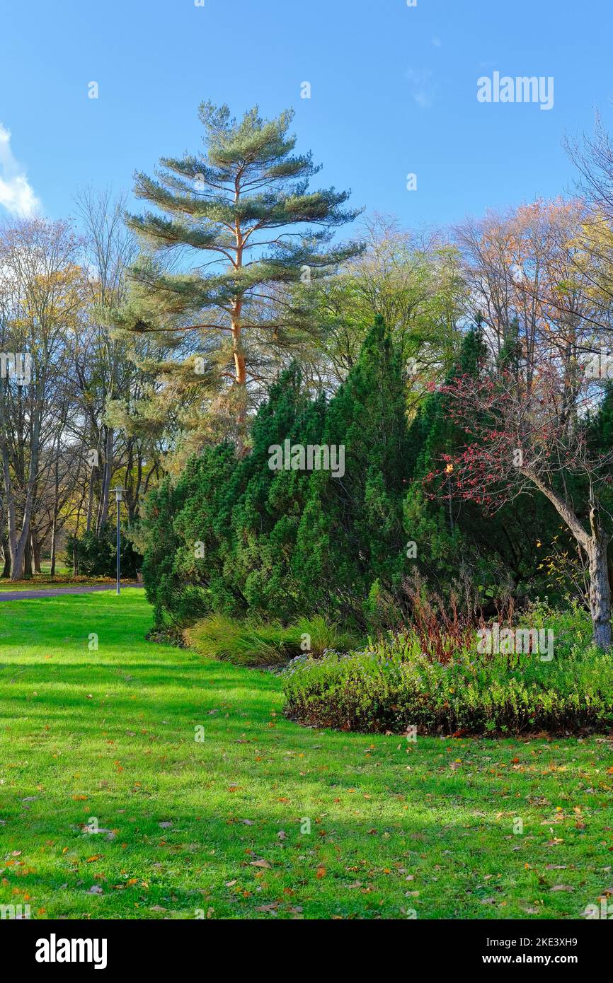 Beautiful green lawn, pinewood and flower beds in the eavening in fall ...