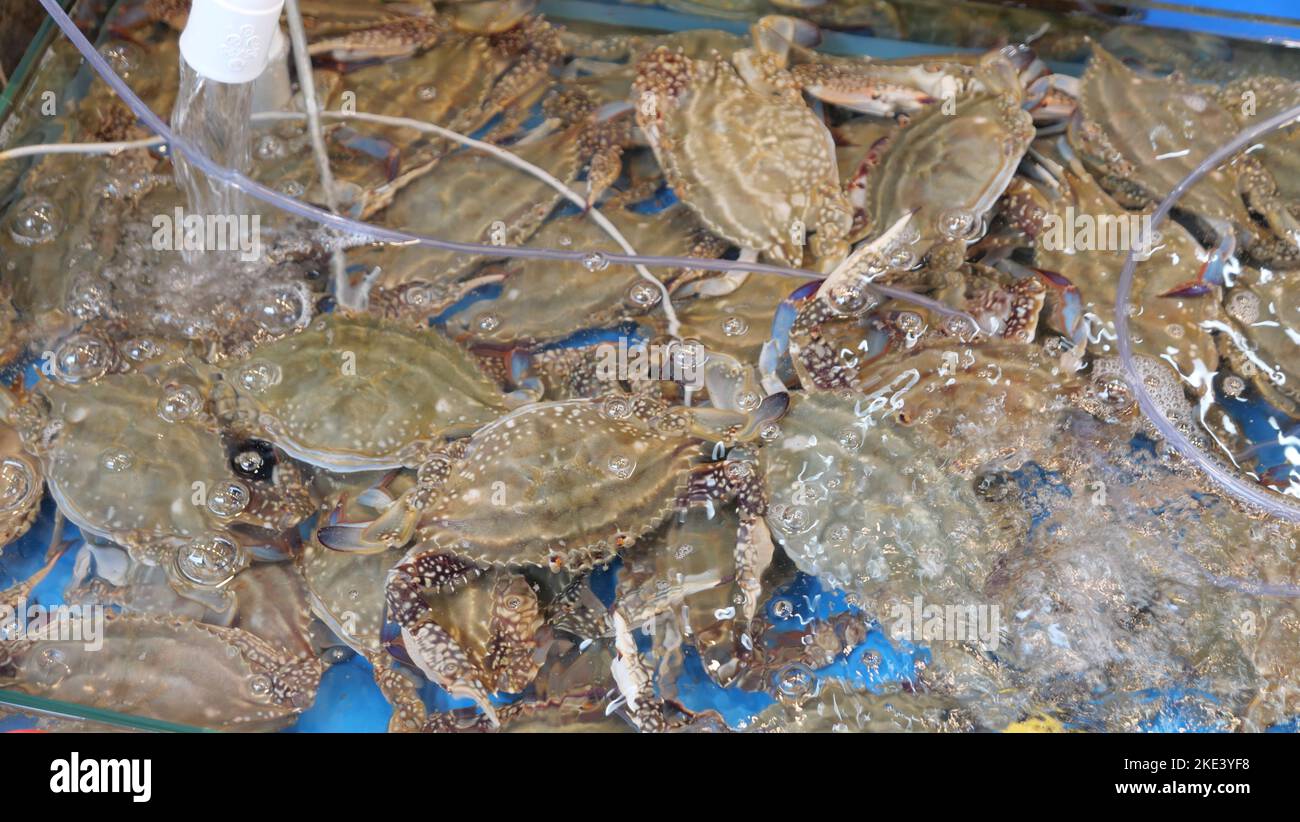 Blue tank of crabs in aerated water on display in market Stock Photo ...