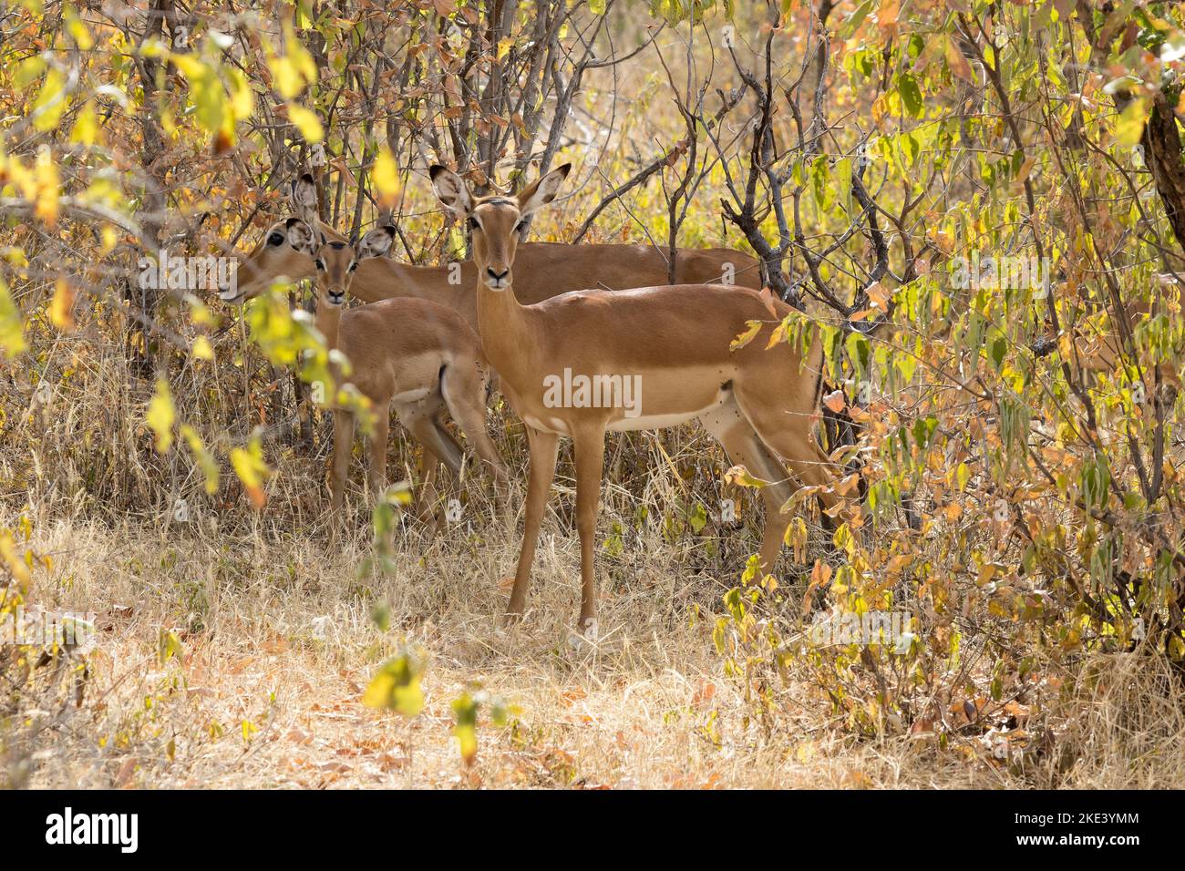 The Impala is an antelope of forest and plains fringes. They live in ...