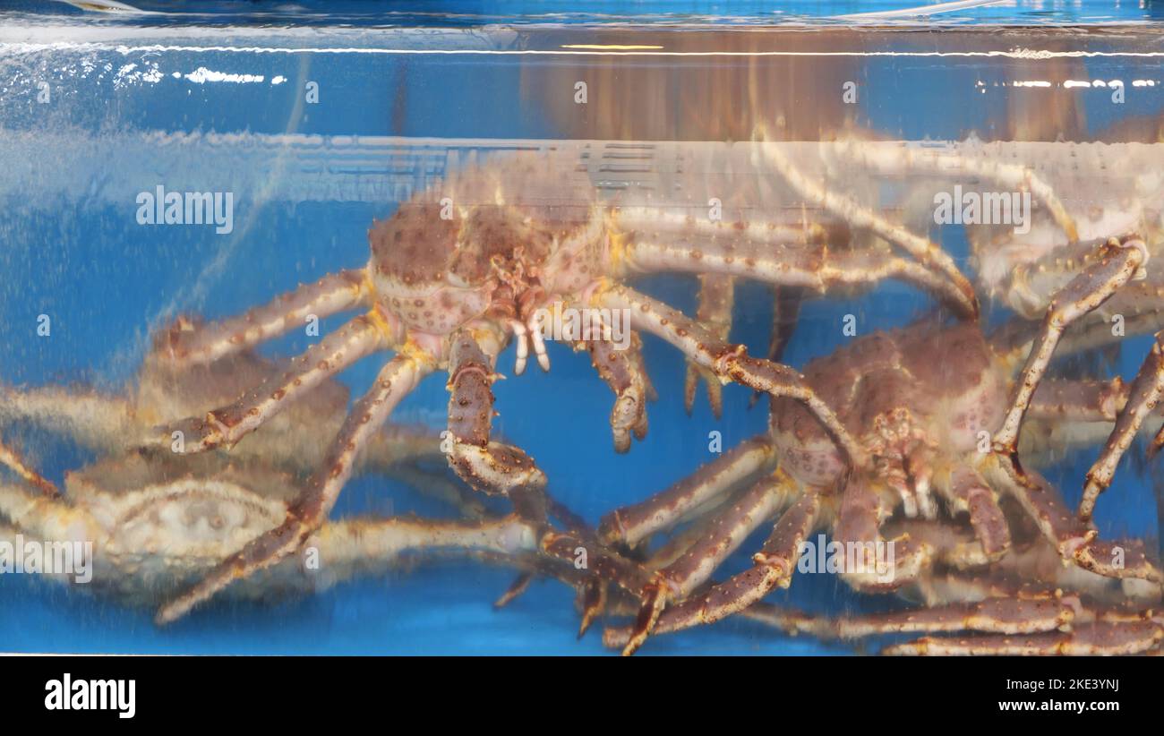 Blue tank of crabs in water on display in market Stock Photo - Alamy