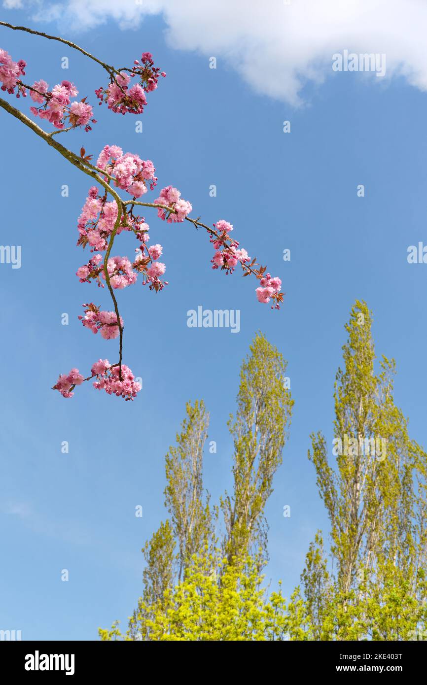 Japanese poplar hi-res stock photography and images - Alamy