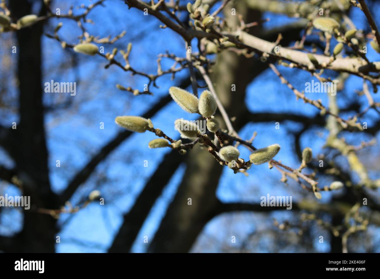 Magnolia buds in spring against a beautiful deep blue sky Stock Photo ...