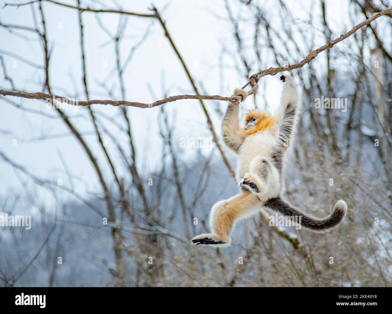 The wild Sichuan snub-nosed monkeys are looking for food, playing and ...