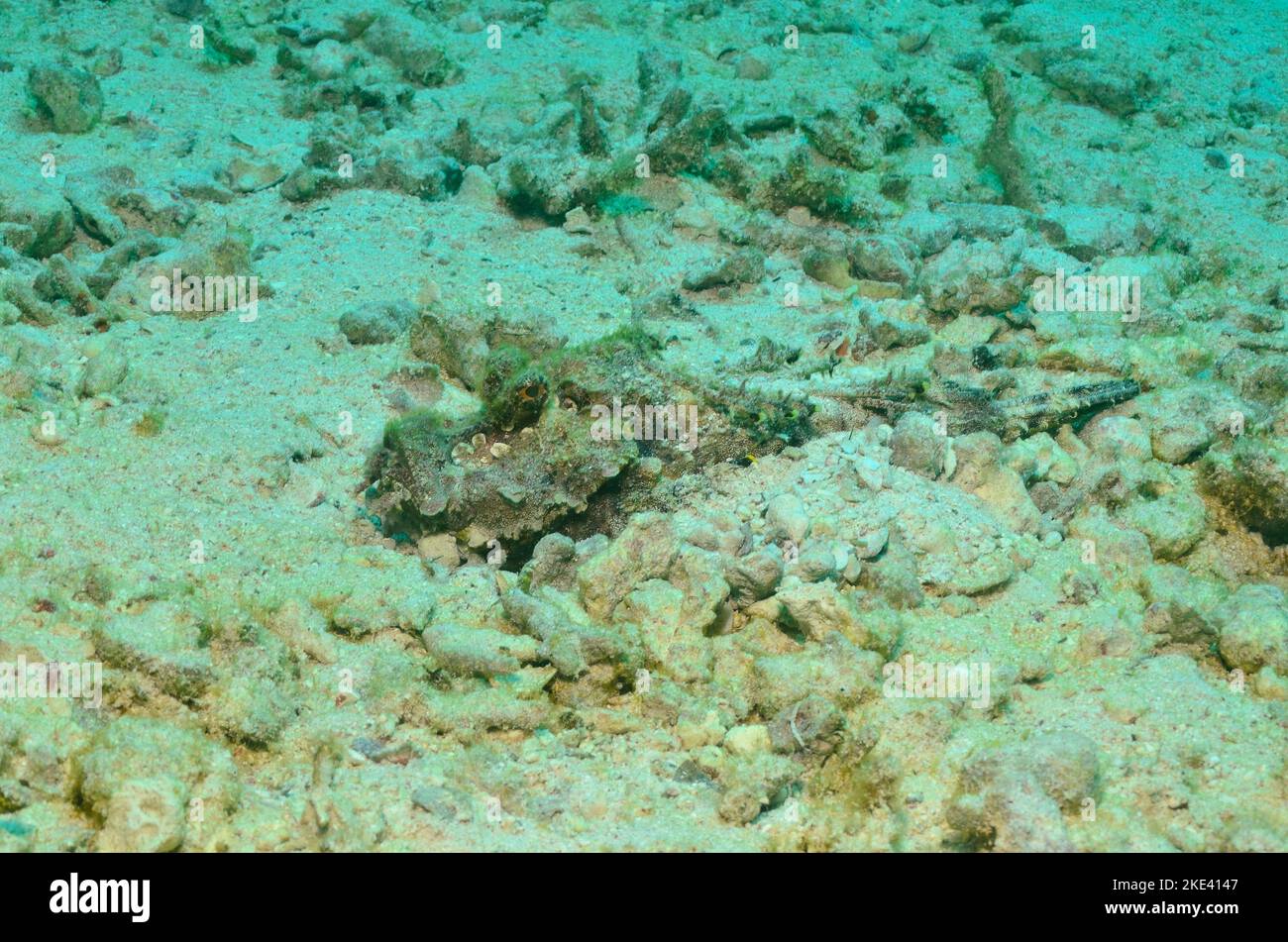 Inimicus filamentosus, filament-finned stinger, devil scorpionfish ...