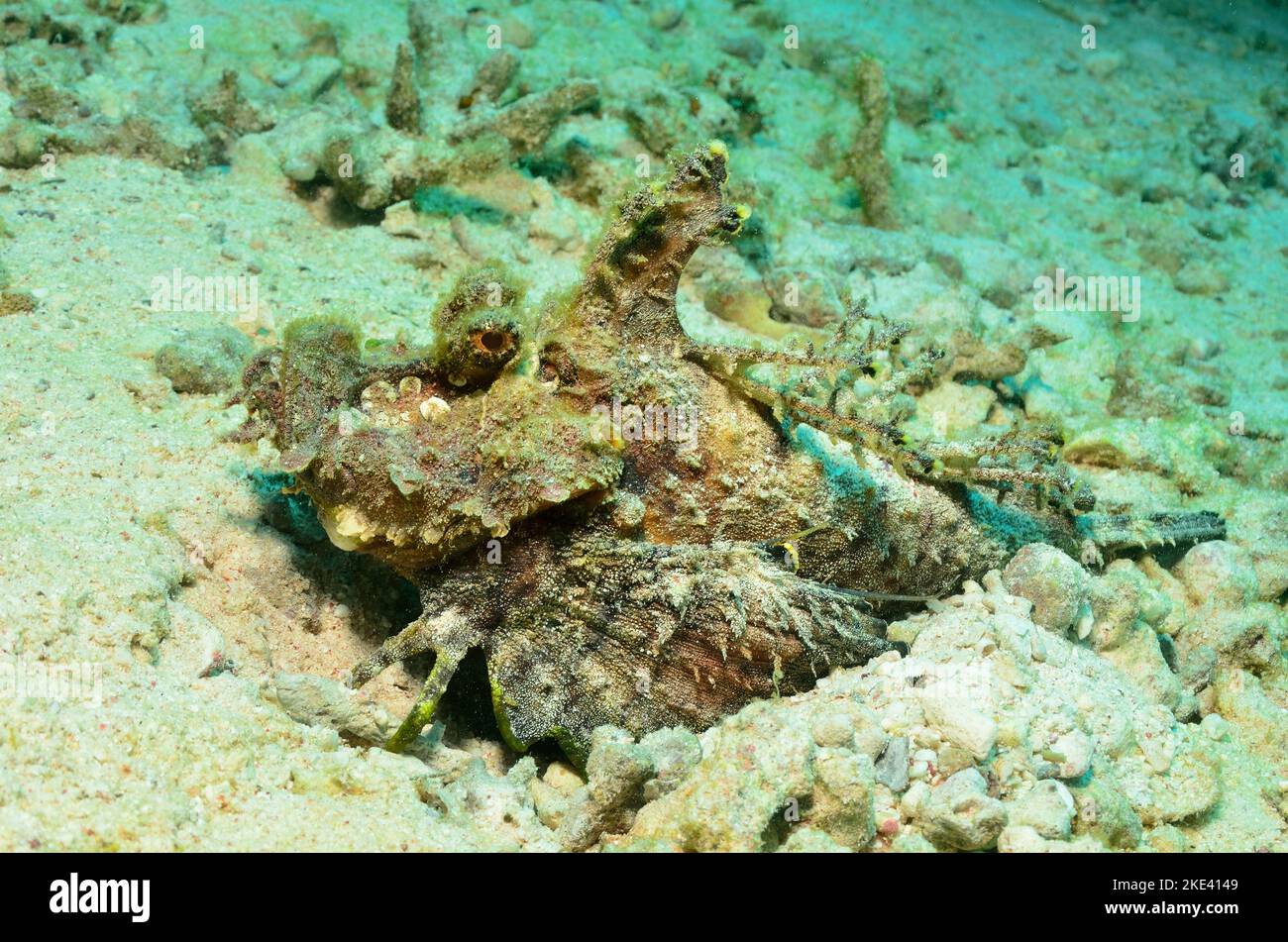 Inimicus filamentosus, filament-finned stinger, devil scorpionfish ...