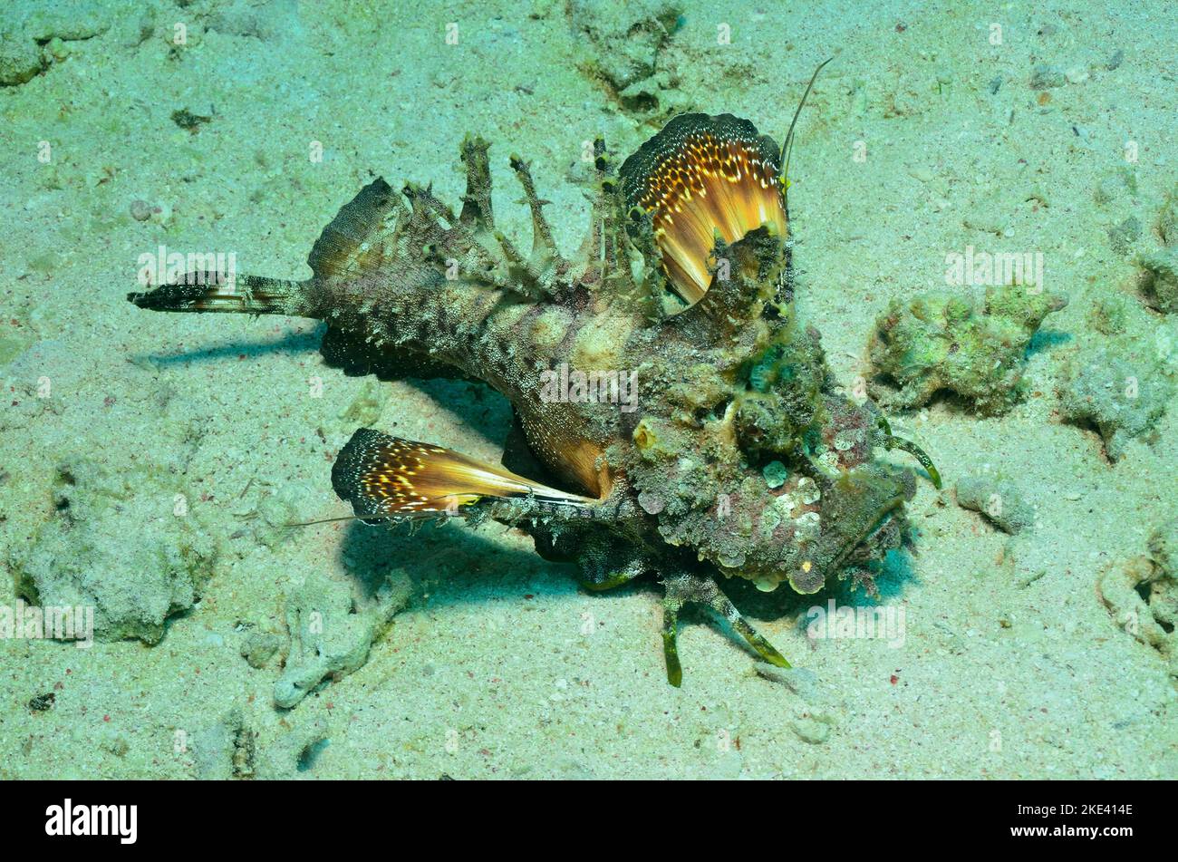 Inimicus filamentosus hi-res stock photography and images - Alamy