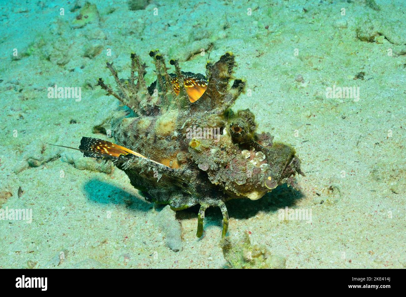 Inimicus filamentosus, filament-finned stinger, devil scorpionfish ...