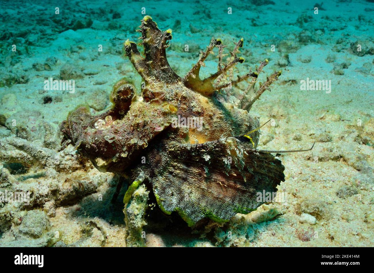 Inimicus filamentosus, filament-finned stinger, devil scorpionfish ...