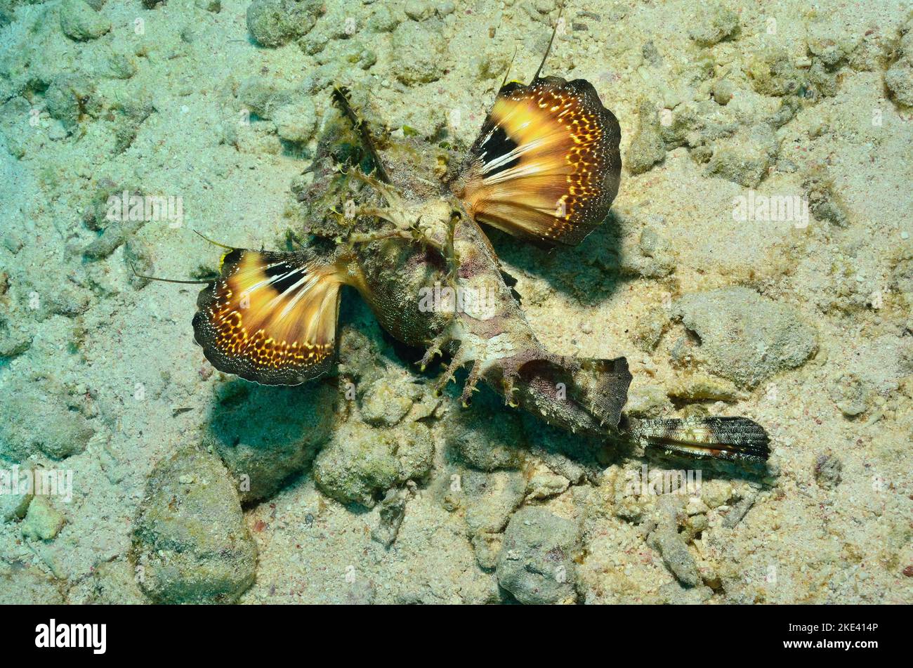 Inimicus filamentosus, filament-finned stinger, devil scorpionfish ...
