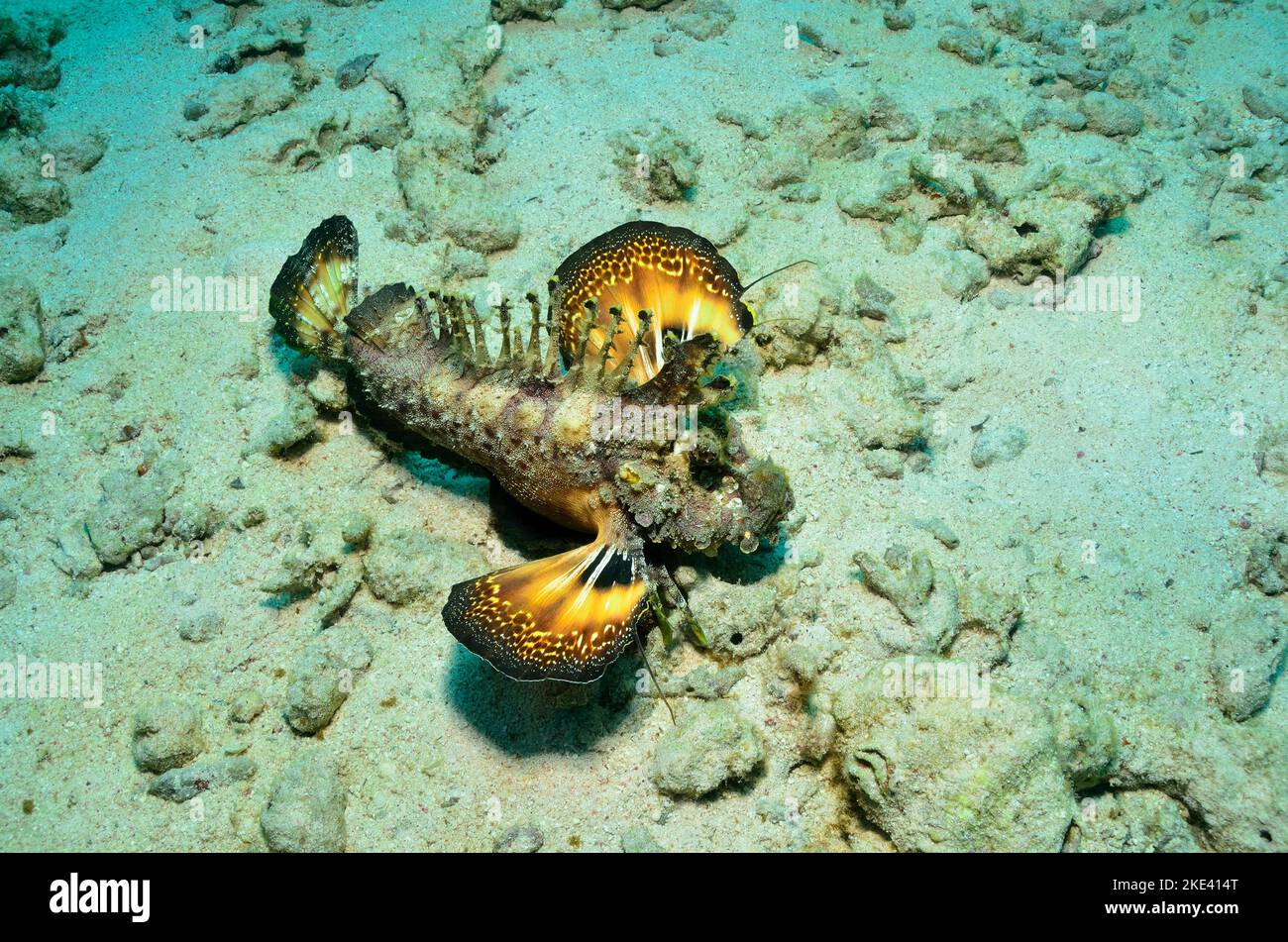 Inimicus filamentosus, filament-finned stinger, devil scorpionfish ...