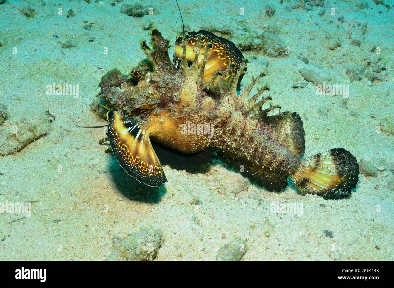Inimicus filamentosus, filament-finned stinger, devil scorpionfish ...
