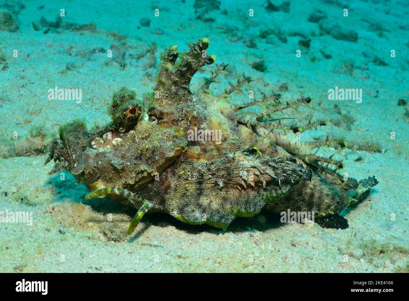 Inimicus filamentosus, filament-finned stinger, devil scorpionfish ...