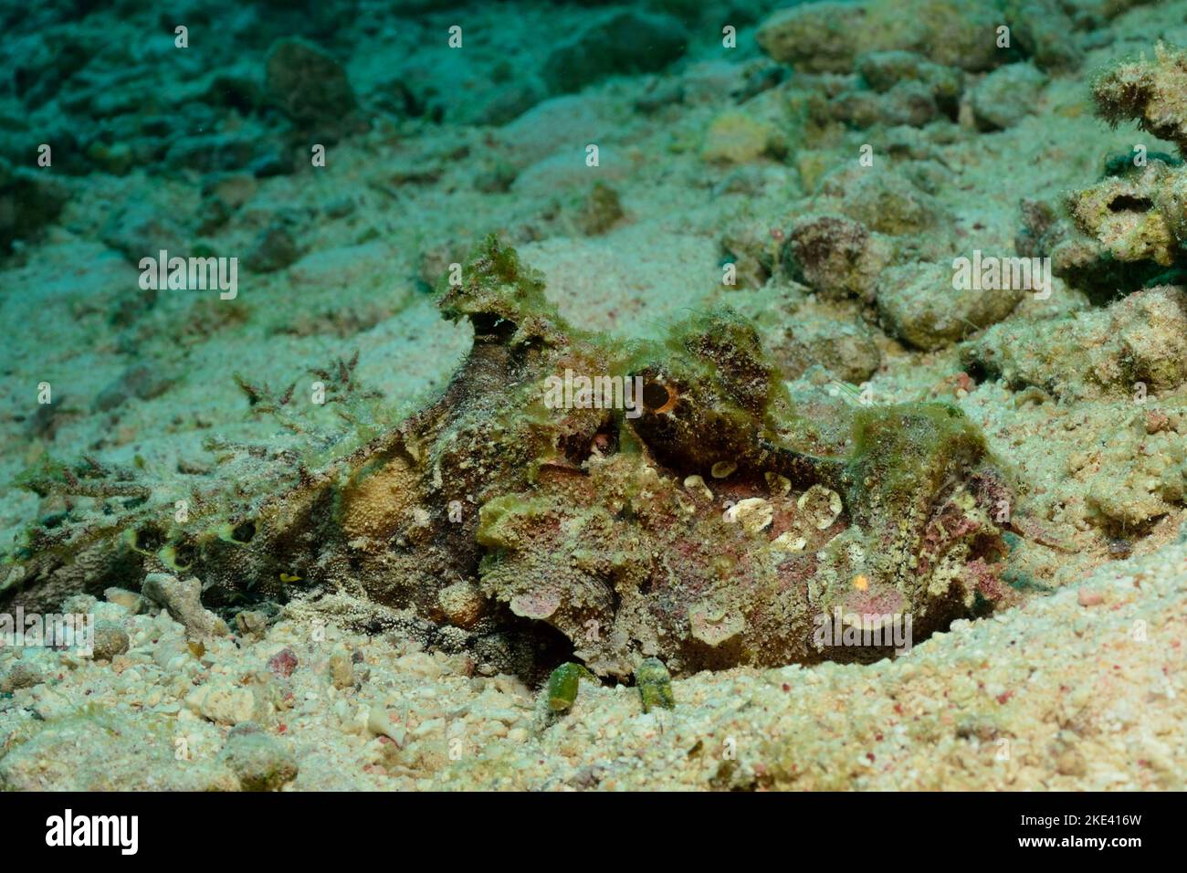 Inimicus filamentosus, filament-finned stinger, devil scorpionfish ...
