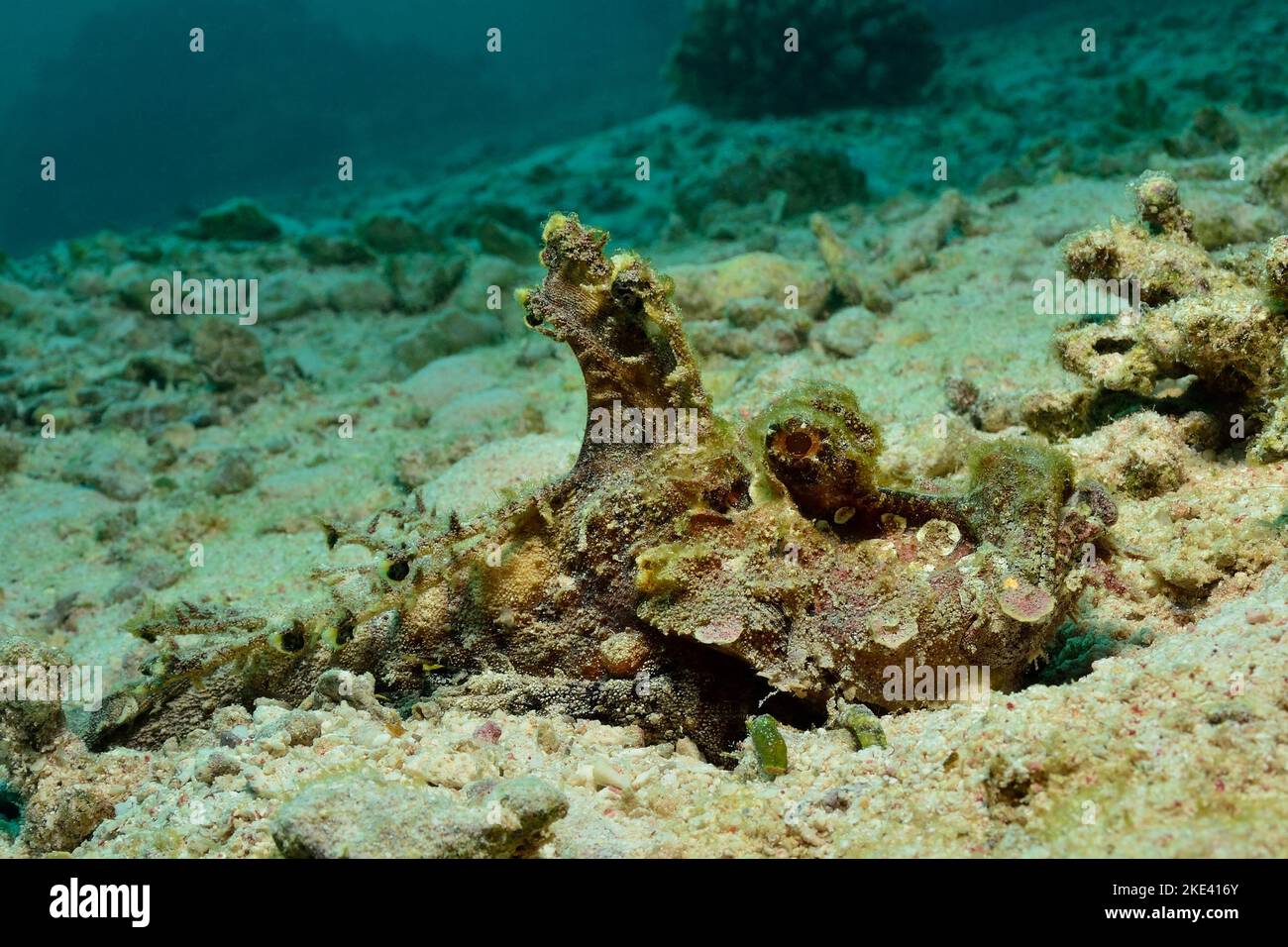 Inimicus filamentosus, filament-finned stinger, devil scorpionfish ...