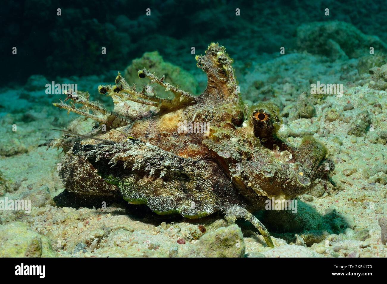 Inimicus filamentosus, filament-finned stinger, devil scorpionfish ...