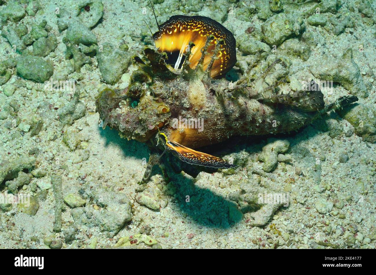 Inimicus filamentosus, filament-finned stinger, devil scorpionfish ...