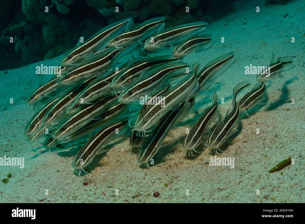 Striped eel catfishes plotosus lineatus hi-res stock photography and ...