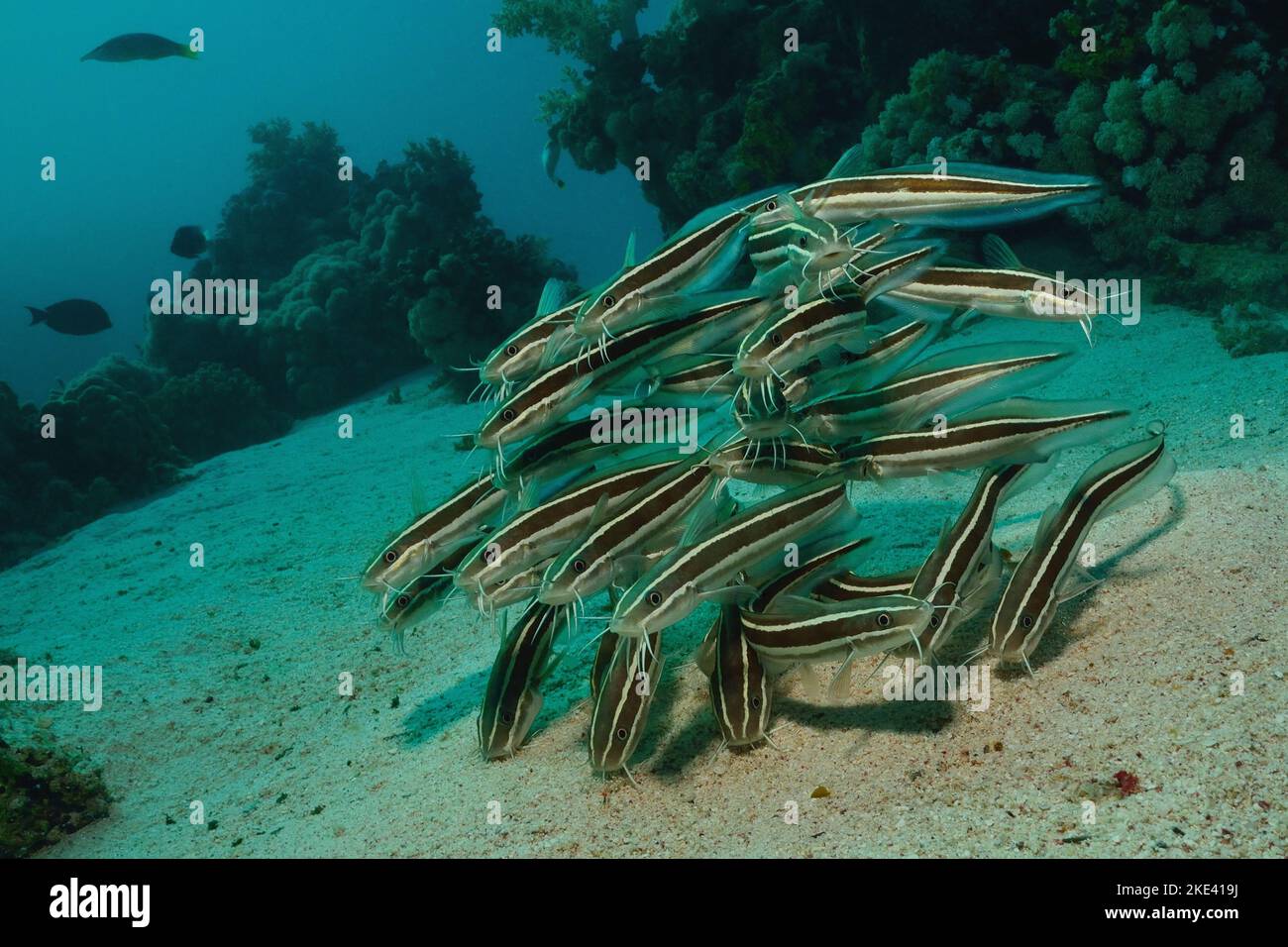 striped eel catfishes, Gestreifter Korallenwels, Plotosus lineatus ...