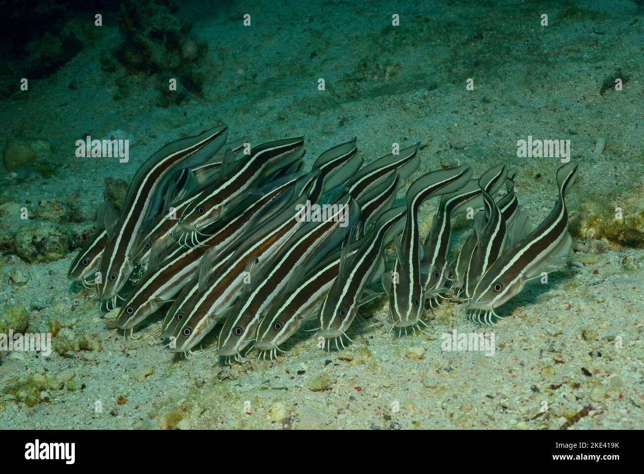 striped eel catfishes, Gestreifter Korallenwels, Plotosus lineatus ...