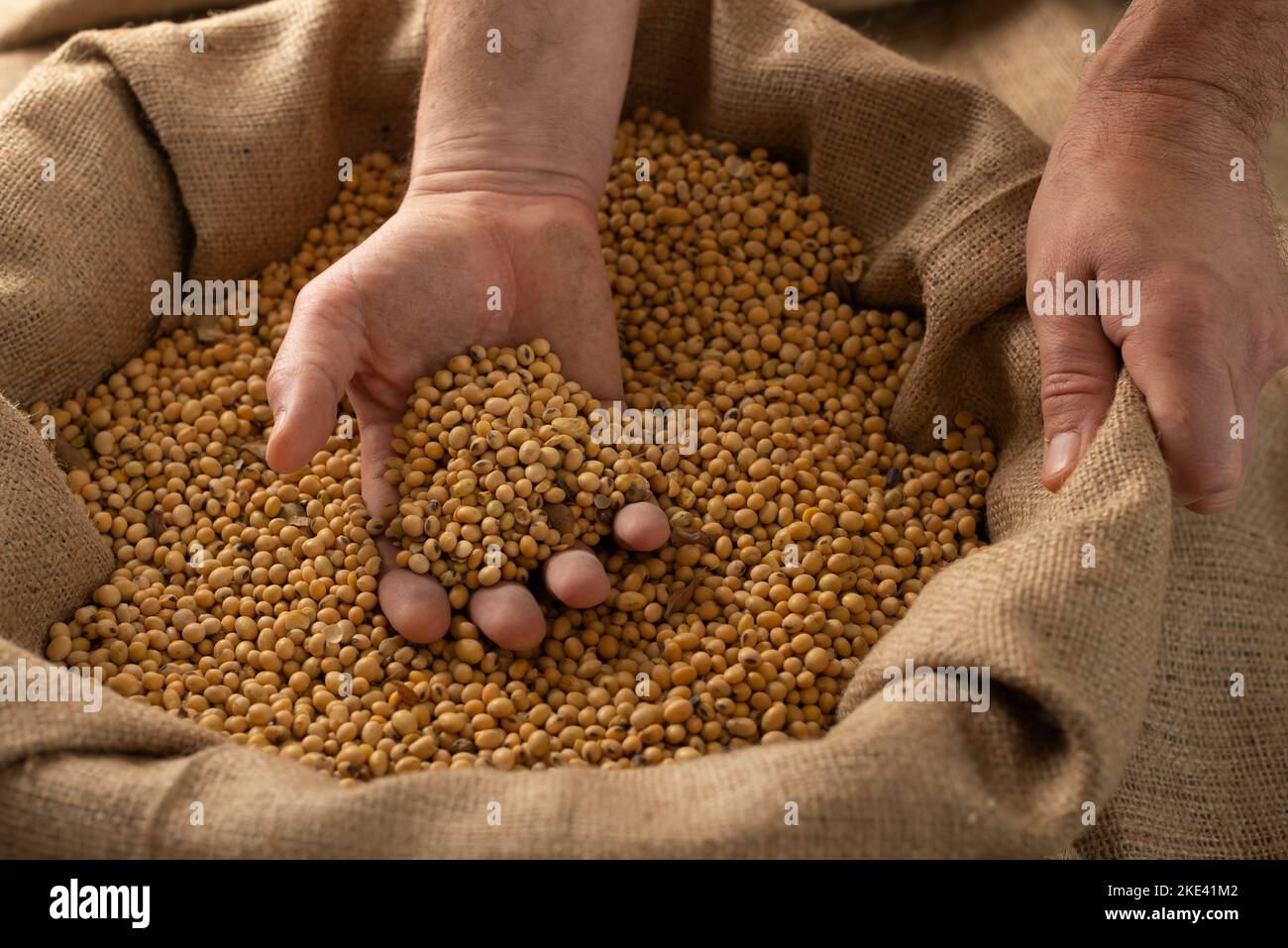 Caucasian male showing soybeans in his hands over burlap sack Stock ...