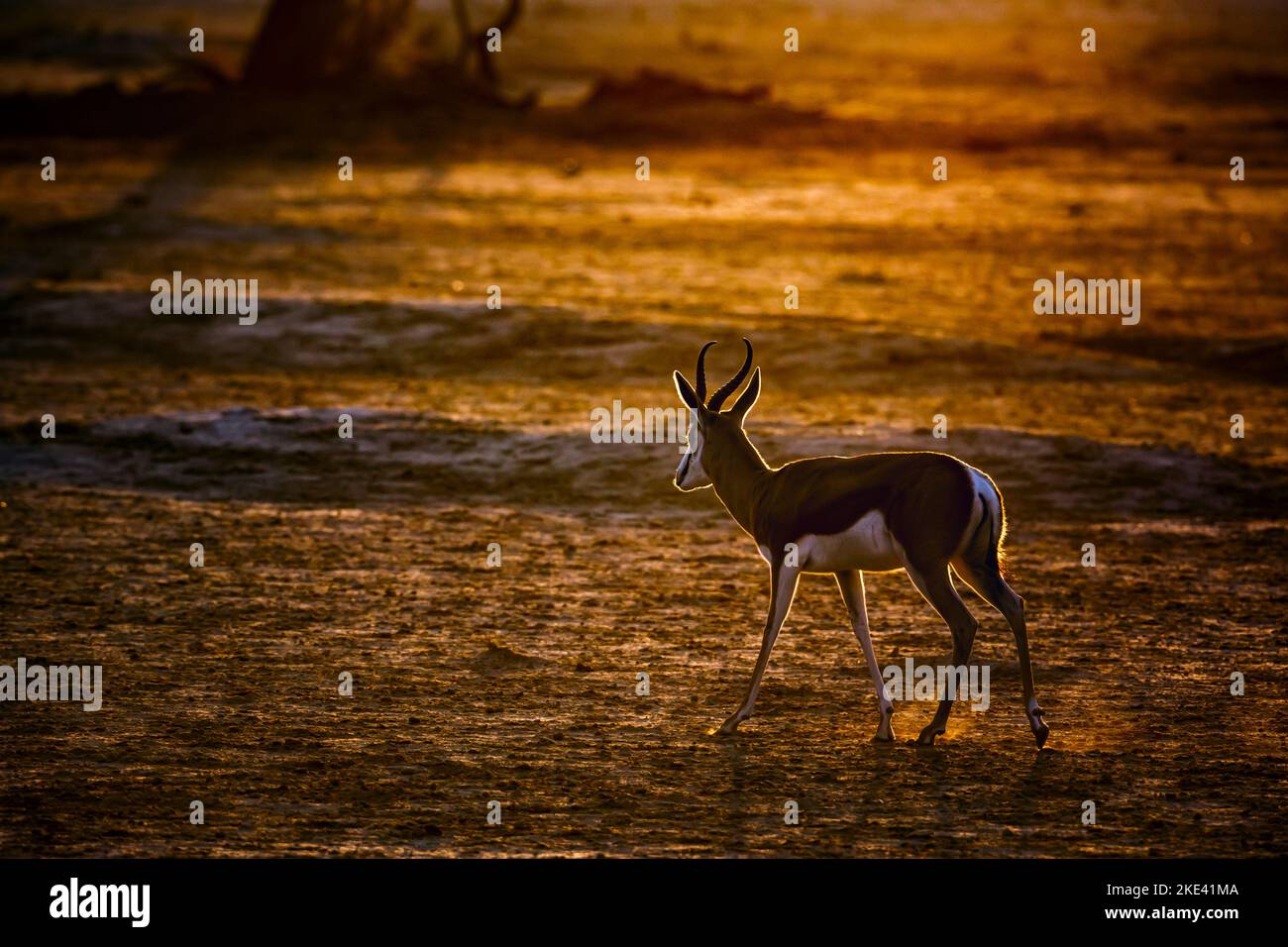 Springbok walking front of sun at dawn in Kgalagari transfrontier park ...