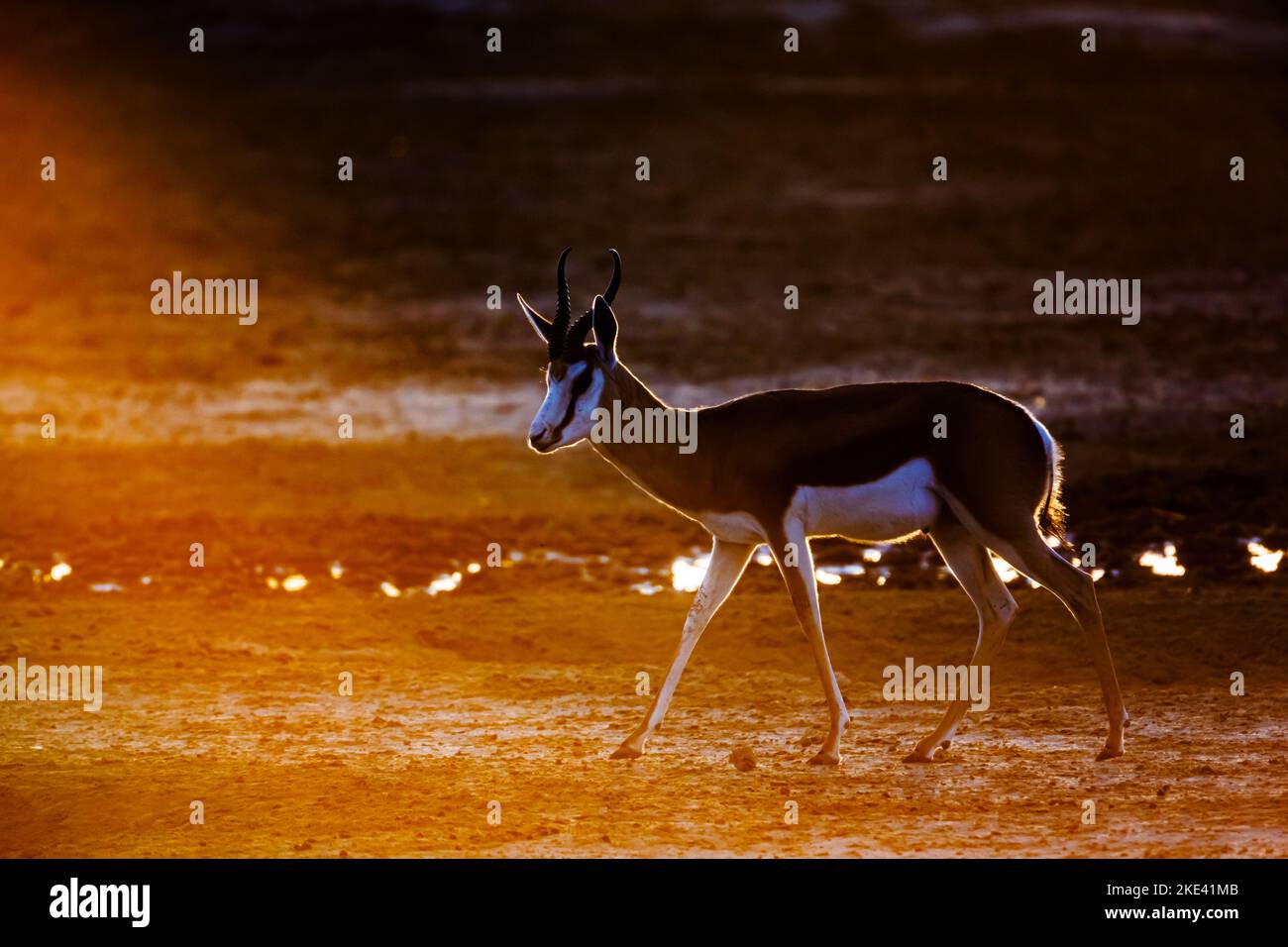 Springbok walking front of sun at dawn in Kgalagari transfrontier park ...
