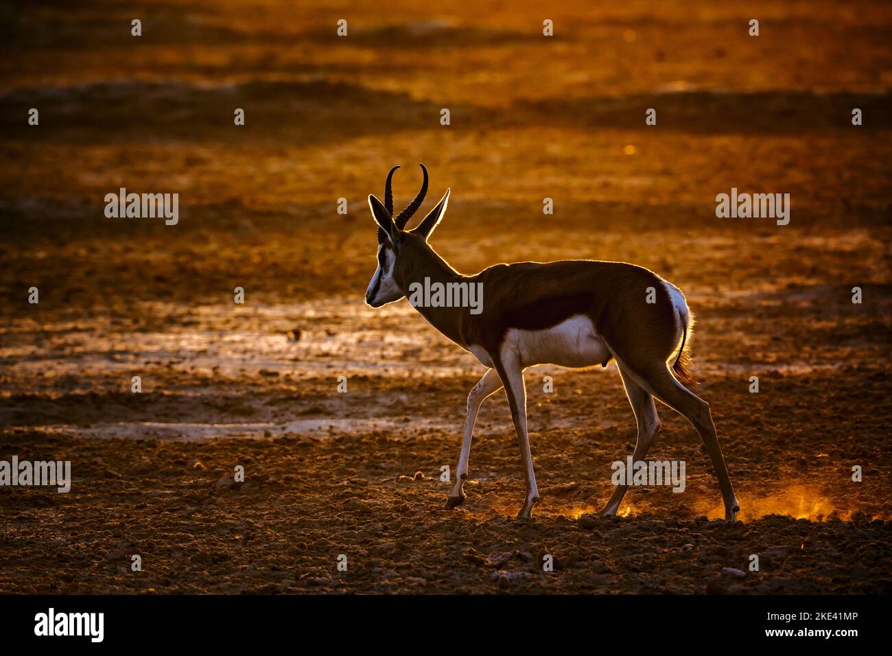 Springbok walking front of sun at dawn in Kgalagari transfrontier park ...