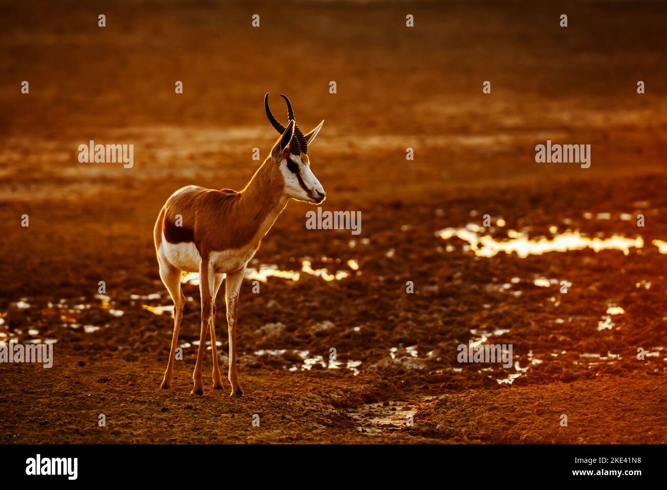 Springbok walking front of sun at dawn in Kgalagari transfrontier park ...