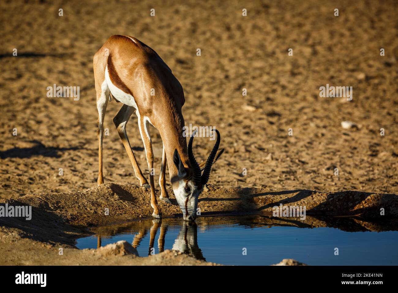 Springbok drinking at waterhole in Kgalagari transfrontier park, South ...