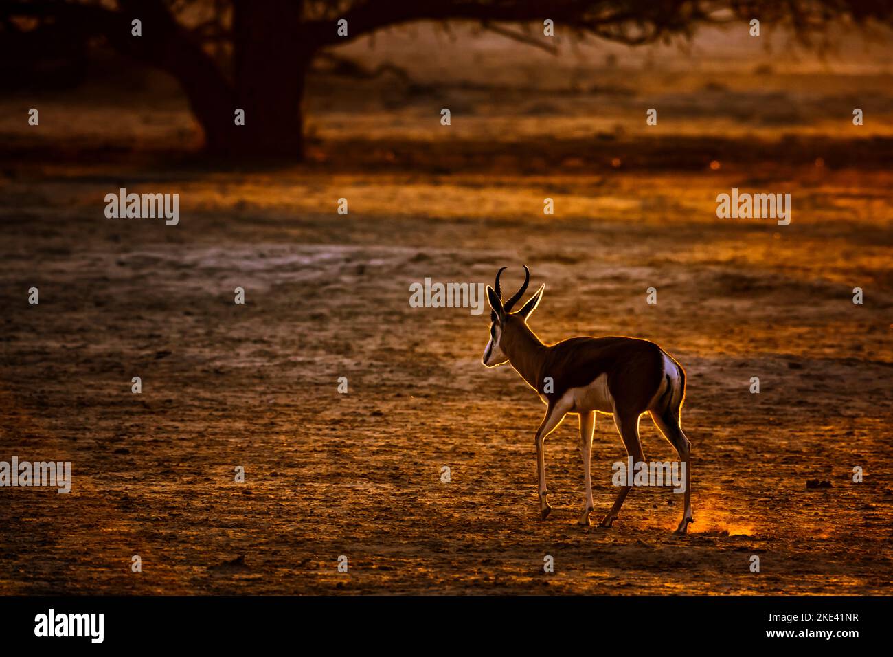 Springbok walking front of sun at dawn in Kgalagari transfrontier park ...