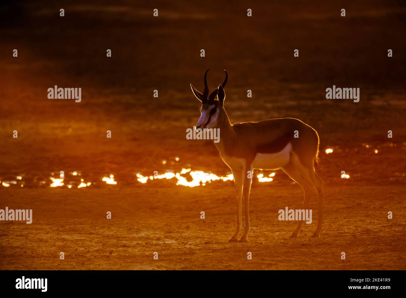 Springbok walking front of sun at dawn in Kgalagari transfrontier park ...