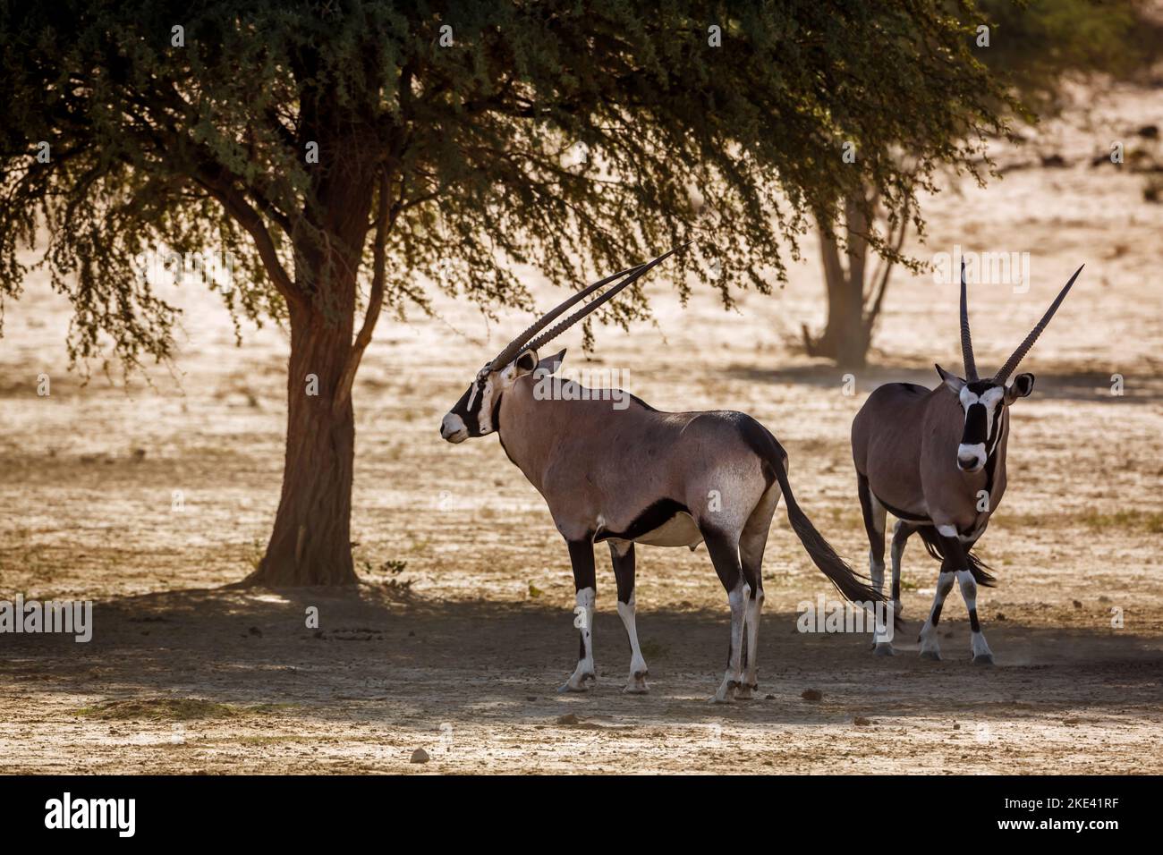 Cool desert climate hi-res stock photography and images - Alamy
