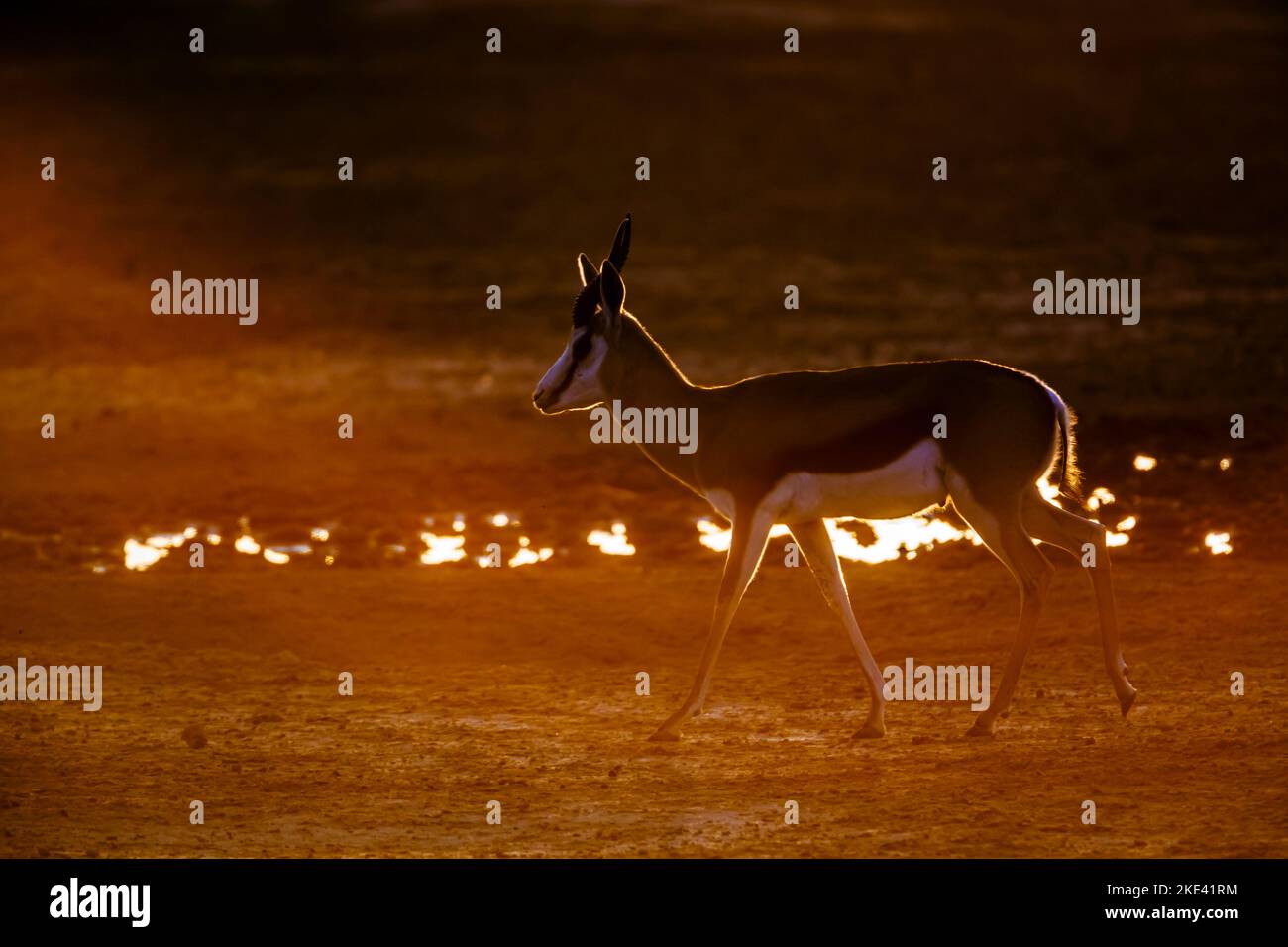 Springbok walking front of sun at dawn in Kgalagari transfrontier park ...