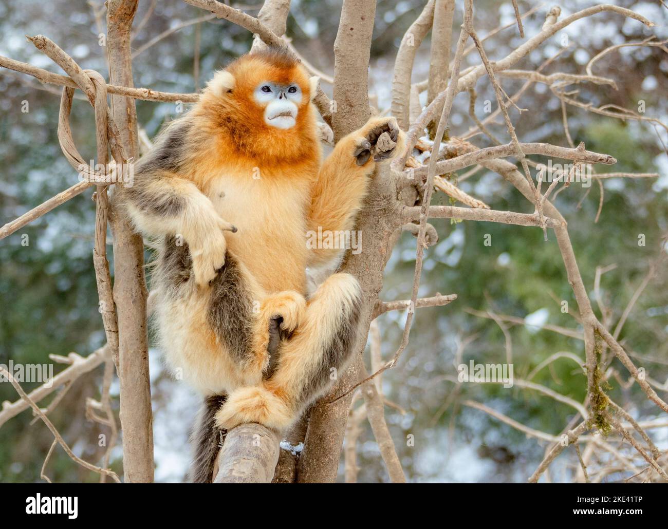 The wild Sichuan snub-nosed monkeys are looking for food, playing and ...