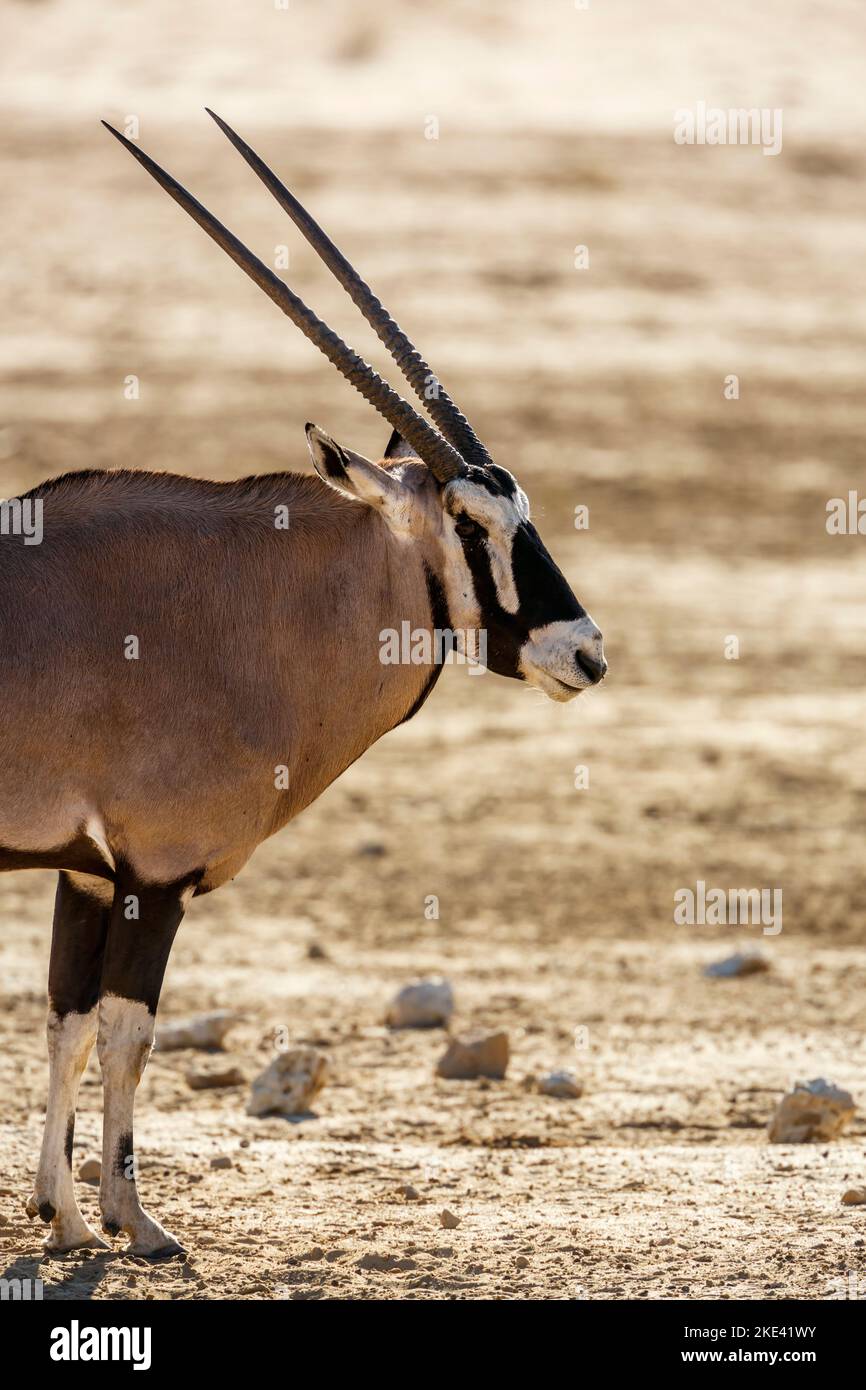 South African Oryx portrait in Kgalagadi transfrontier park, South ...
