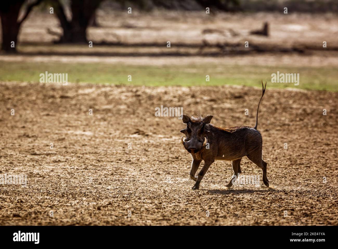 Common warthog running in dry land in Kgalagadi transfrontier park ...