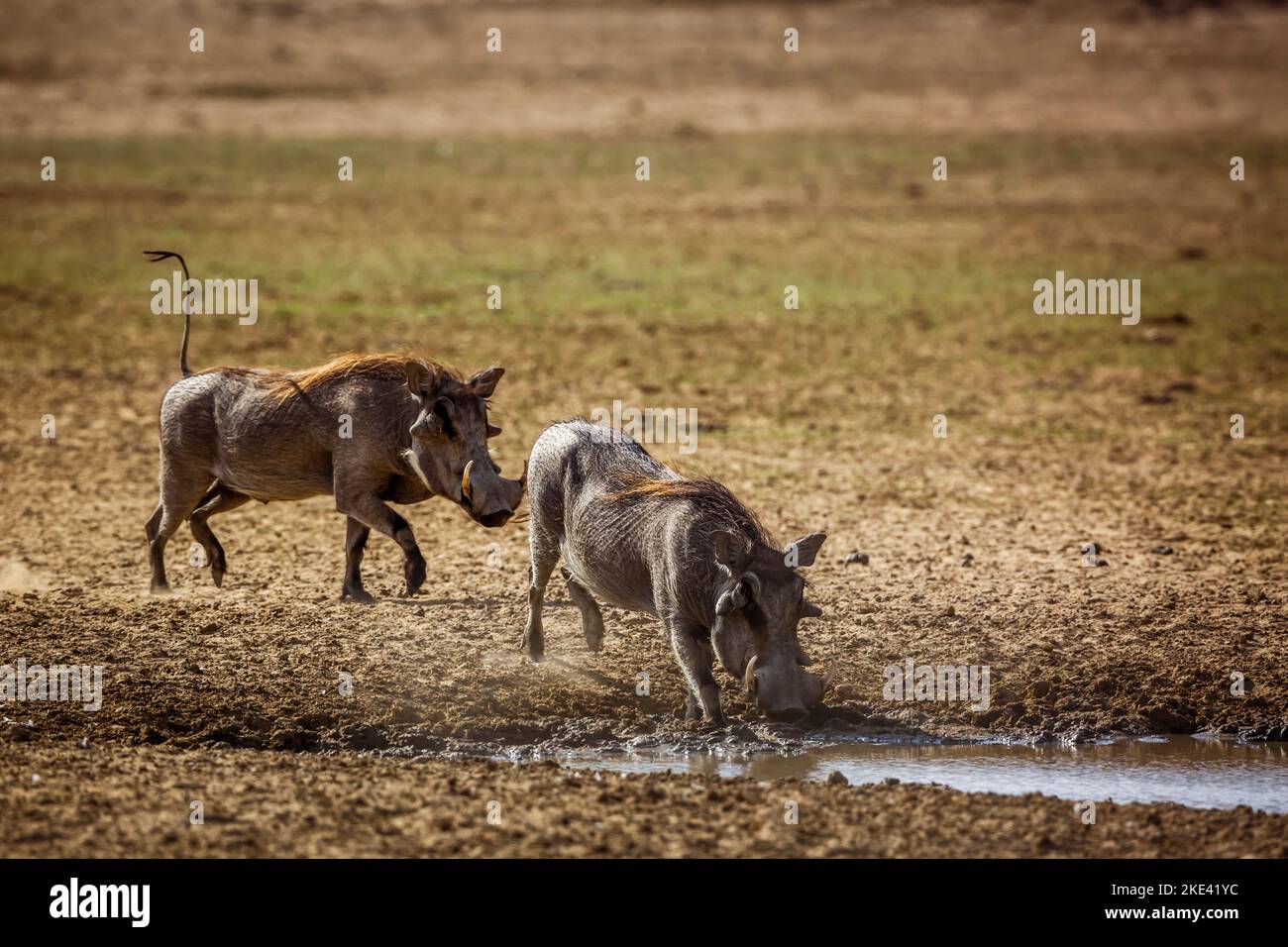 Two common warthog in waterhole in Kgalagadi transfrontier park, South ...